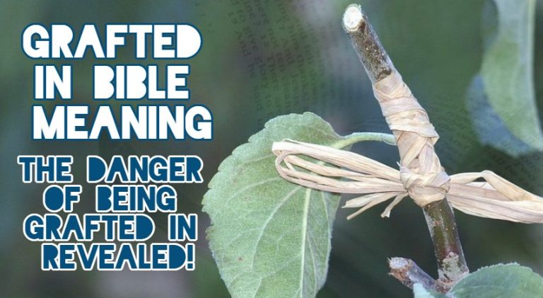 Grafted In Bible Meaning | Just a Word