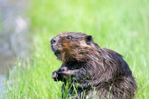 How The Beaver Proves That Saturday Is Sabbath Day | Just a Word